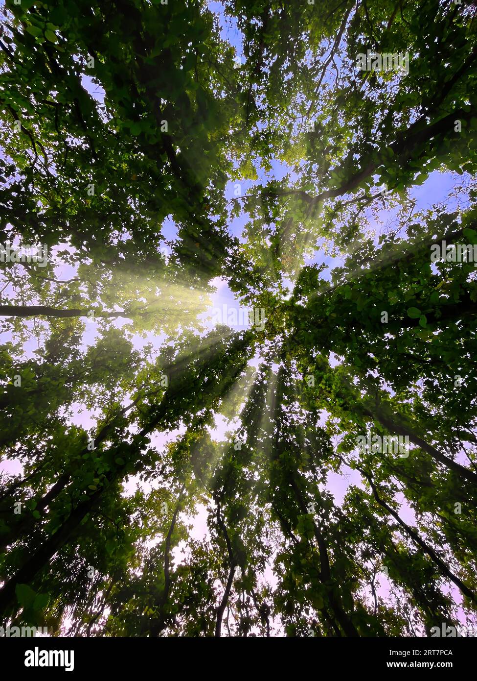 Beautiful green tree and sunlight flare under the tree. Up View, The ...