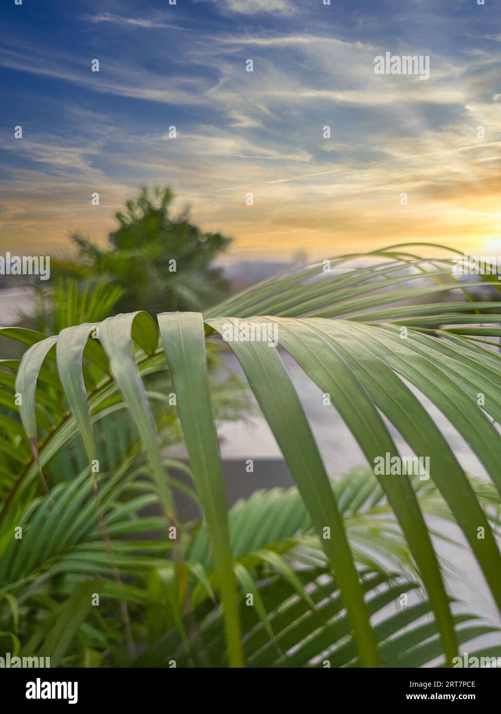 Green leaf of palm tree at sunset. . Green leaf close up. Golden hour ...