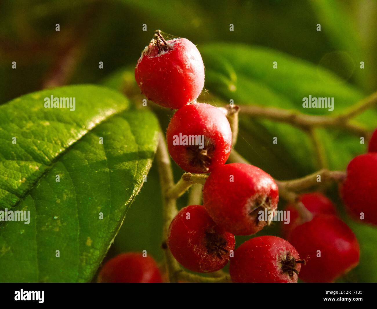 Berry pictures hi-res stock photography and images - Alamy