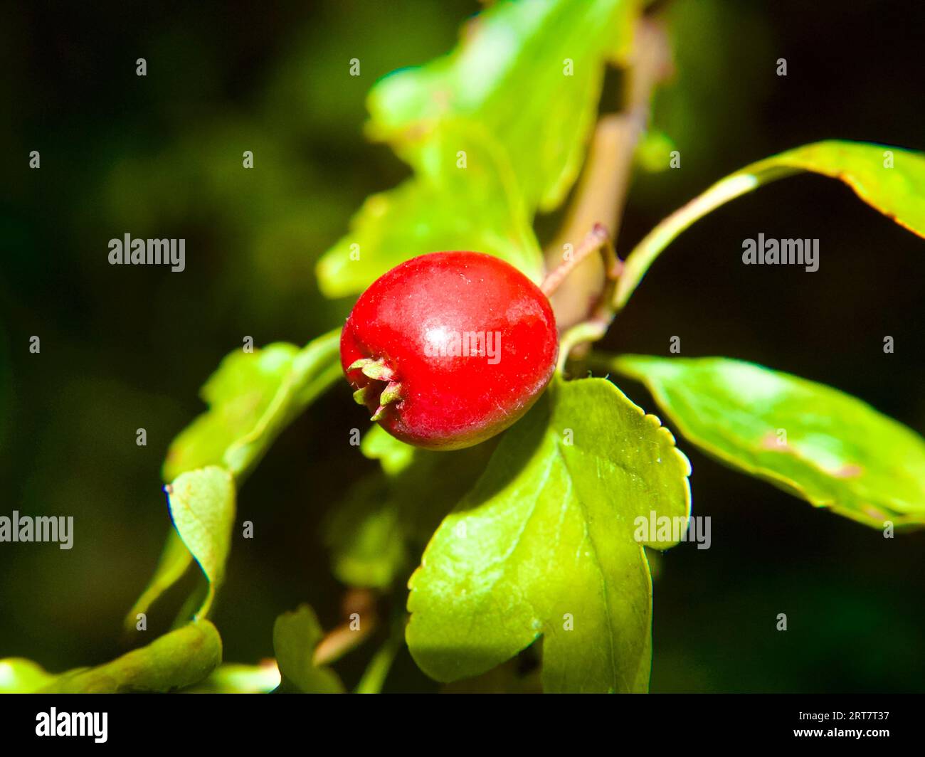 Berry on a tree Stock Photo - Alamy