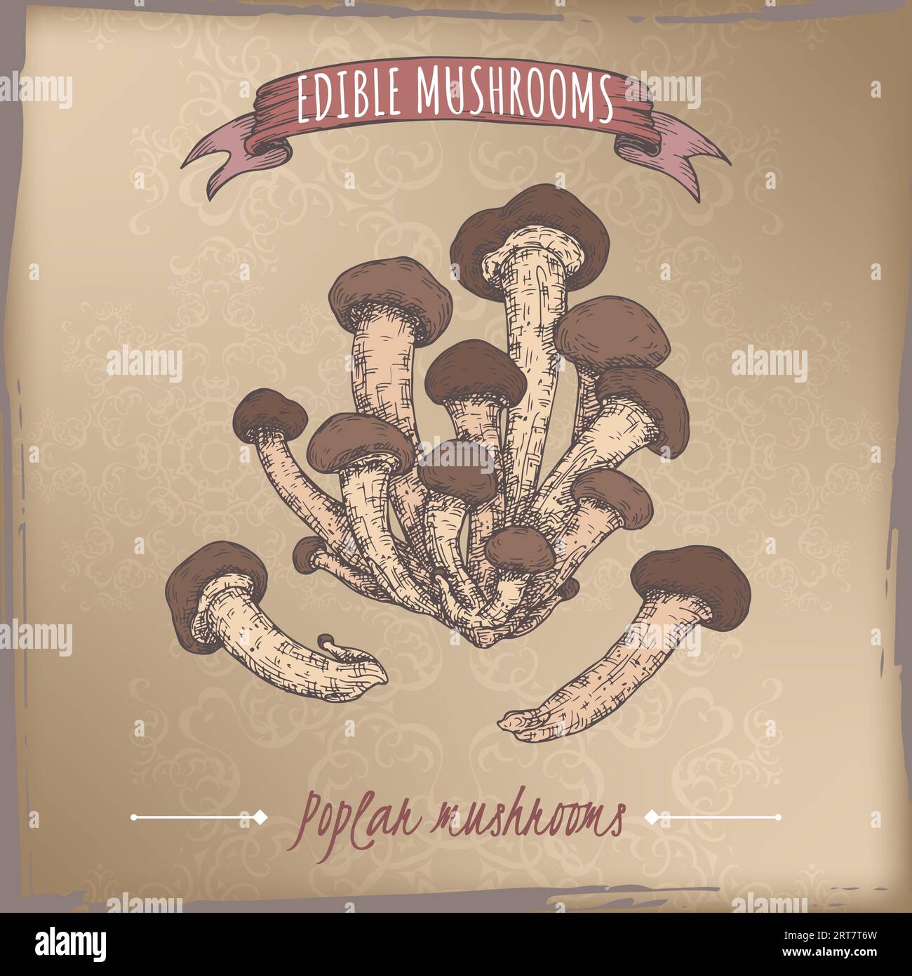Cyclocybe aegerita aka poplar mushroom color sketch on vintage ...