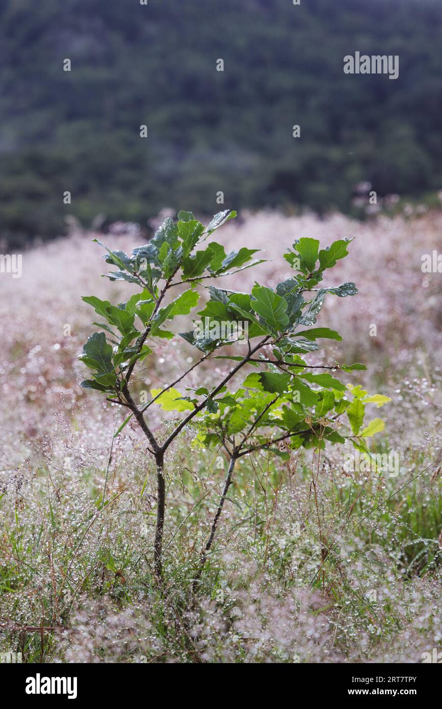 Mist and dew on a young oak tree in the meadow, Aberfeldy, Scotland ...