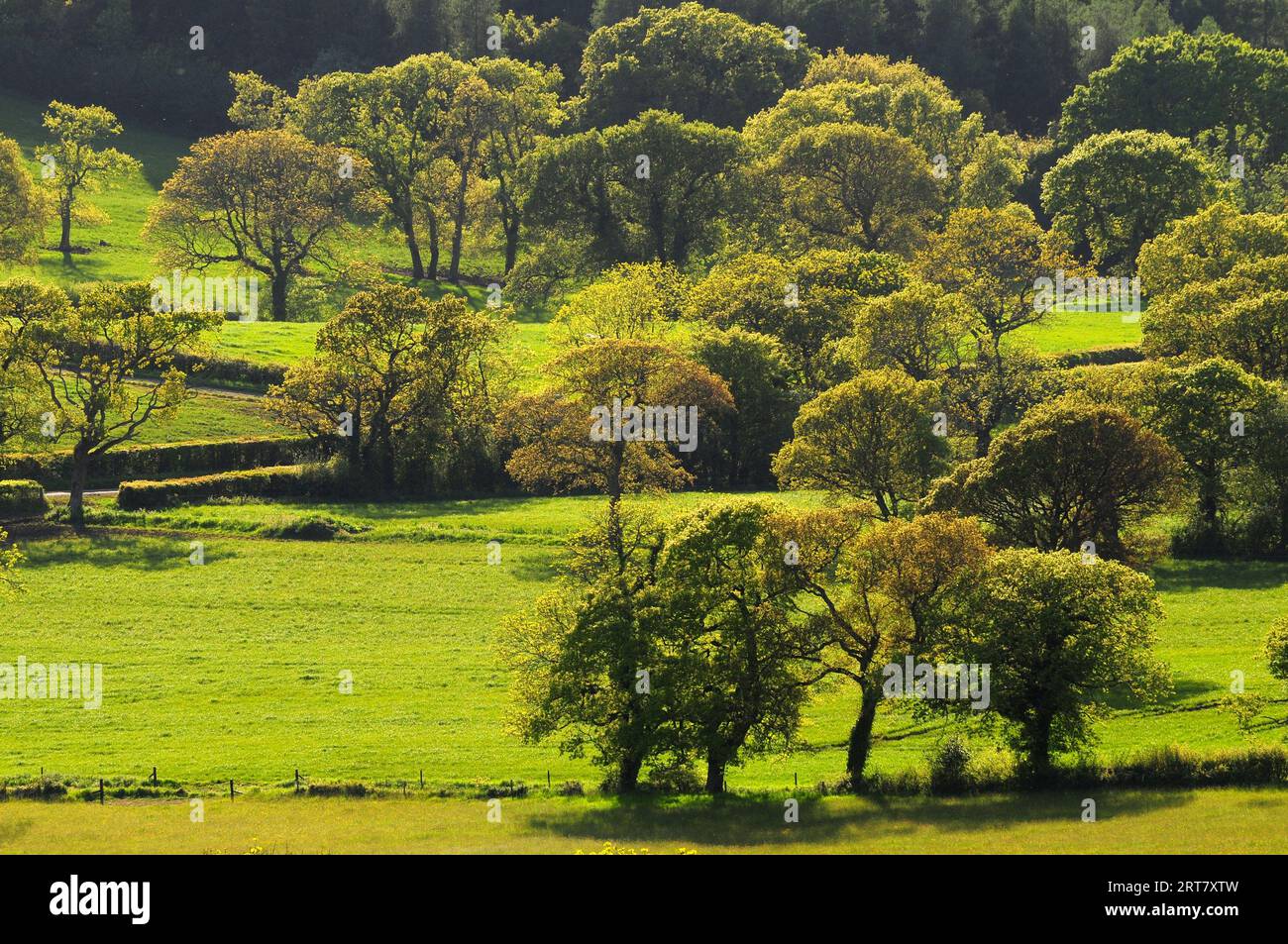 Oak trees on farm hedges in spring, Dorset, UK Stock Photo - Alamy