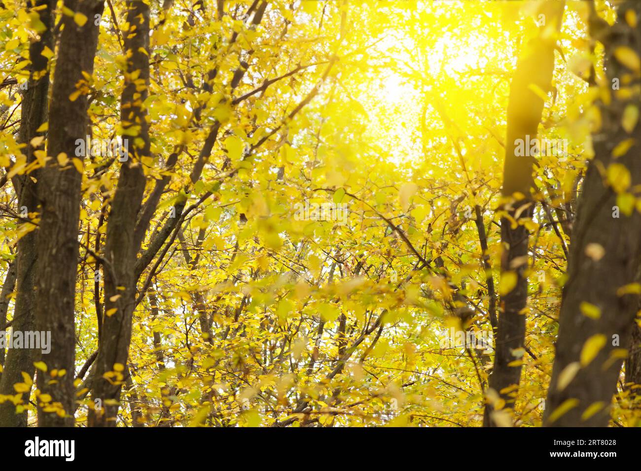 Autumn forest landscape with sun rays through branches of trees Stock ...
