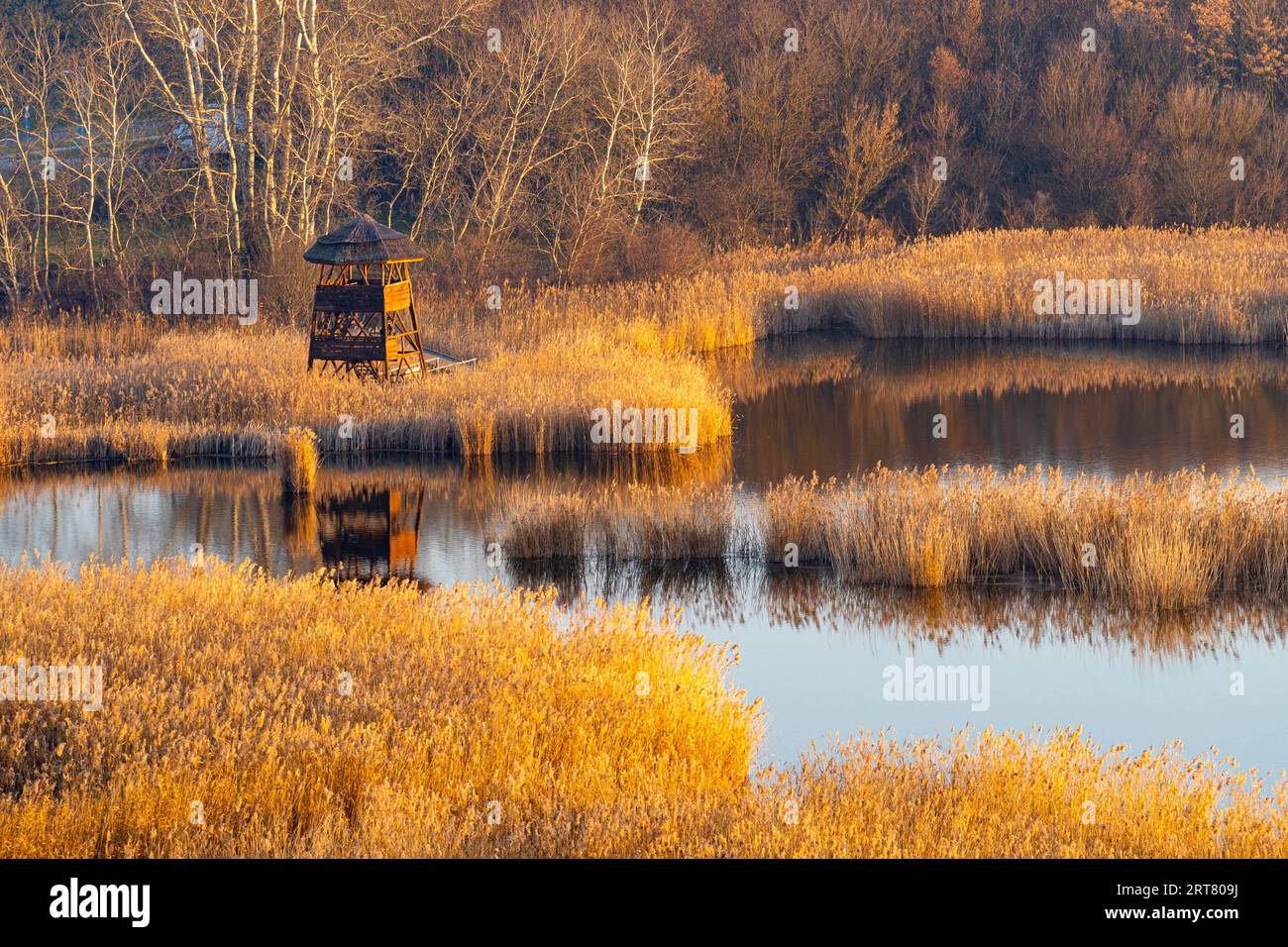 Winter lake and reed tree with lookout point at sunset in yellowish ...