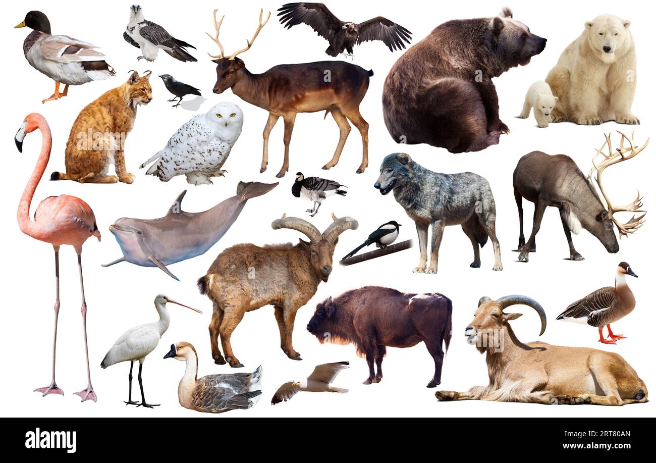 animal birds europe isolated Stock Photo - Alamy