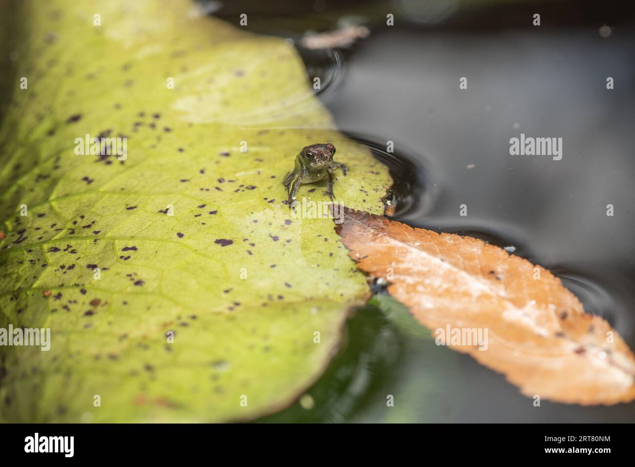 Backyard pond and wildlife hi-res stock photography and images - Alamy