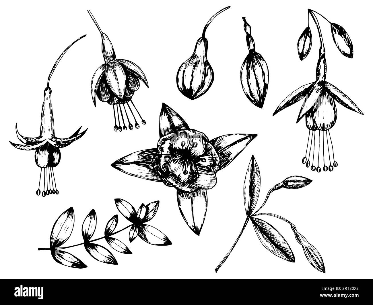 Exotic fuchsia Stock Vector Images - Alamy