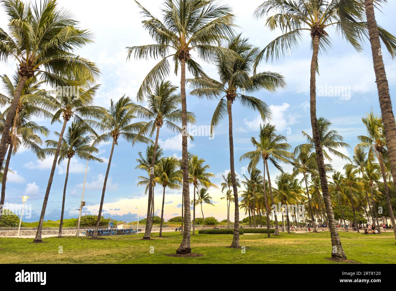 Miami, Florida - August 25th, 2023: View of the park full of palm trees ...