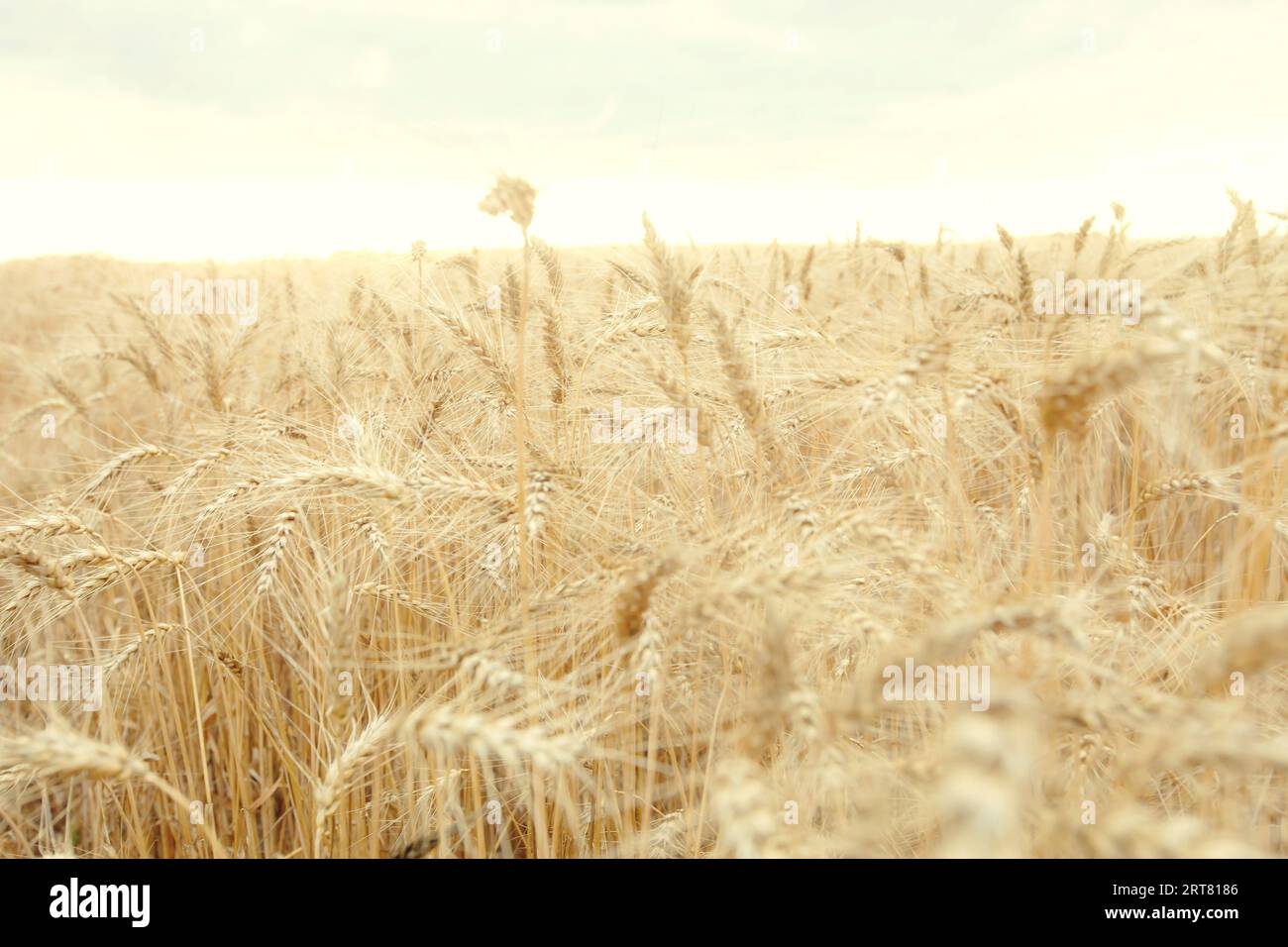 Field with mature yellow wheat. Spikelets of wheat on field Stock Photo ...