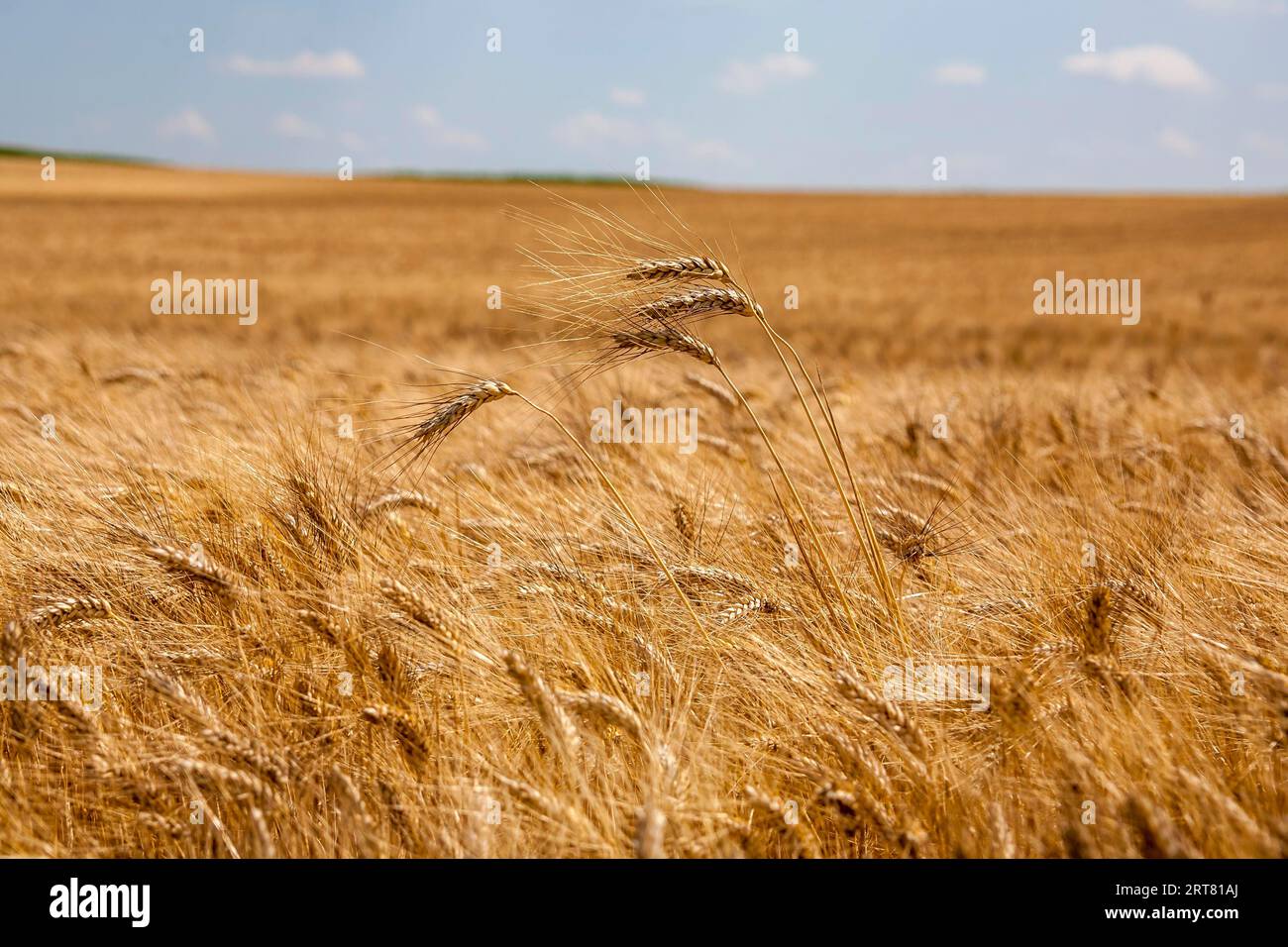 Ripe barley (Hordeum vulgare), Rhineland-Palatinate, Germany Stock ...