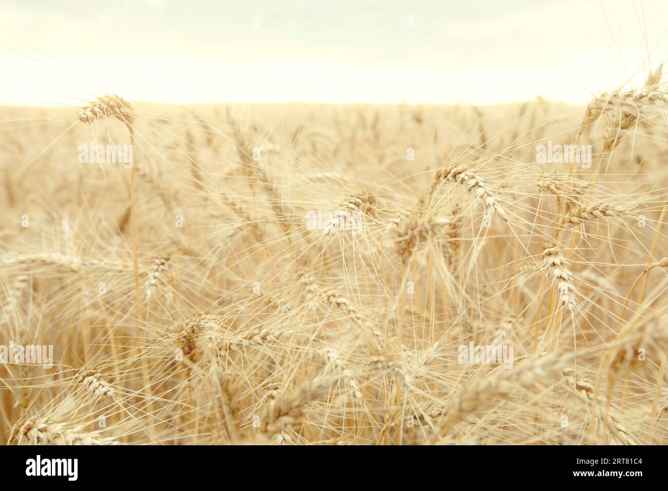 Field with mature yellow wheat. Spikelets of wheat on field Stock Photo ...