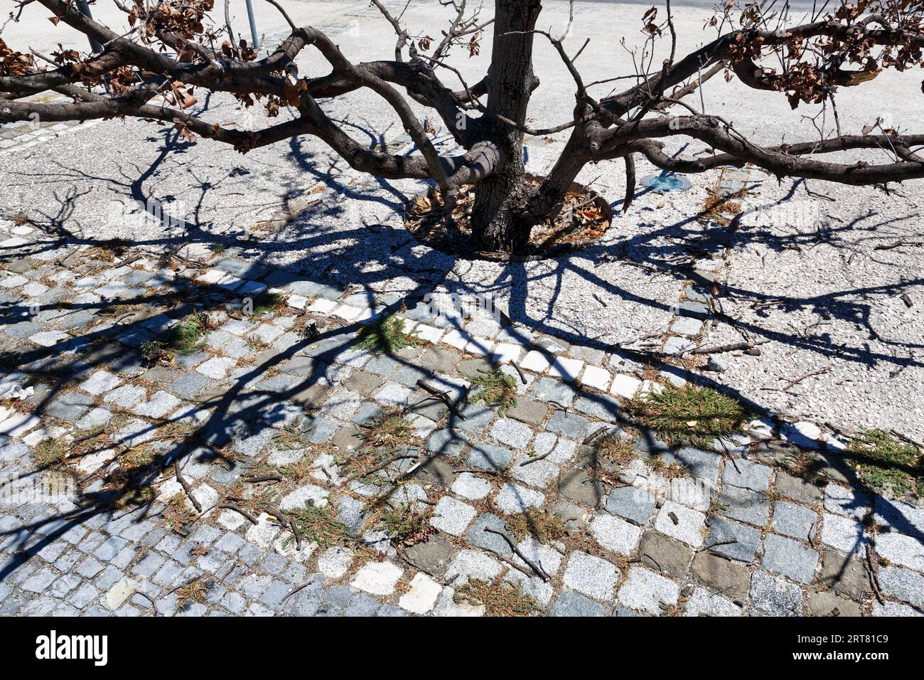 Branches of a withered tree, symbolic image, drought, inner city ...