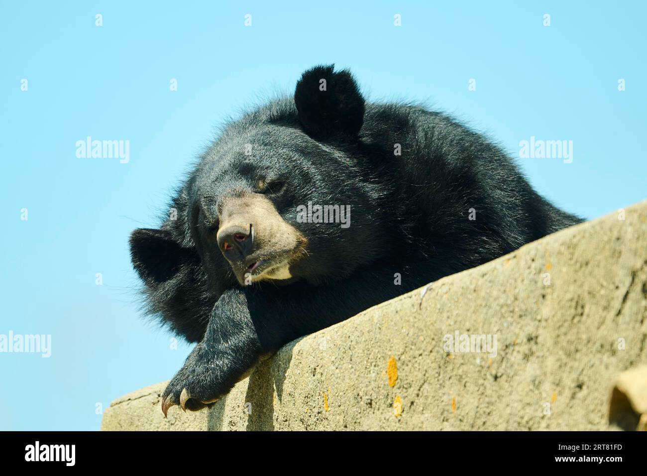 American black bear (Ursus americanus), captive, distribution North ...