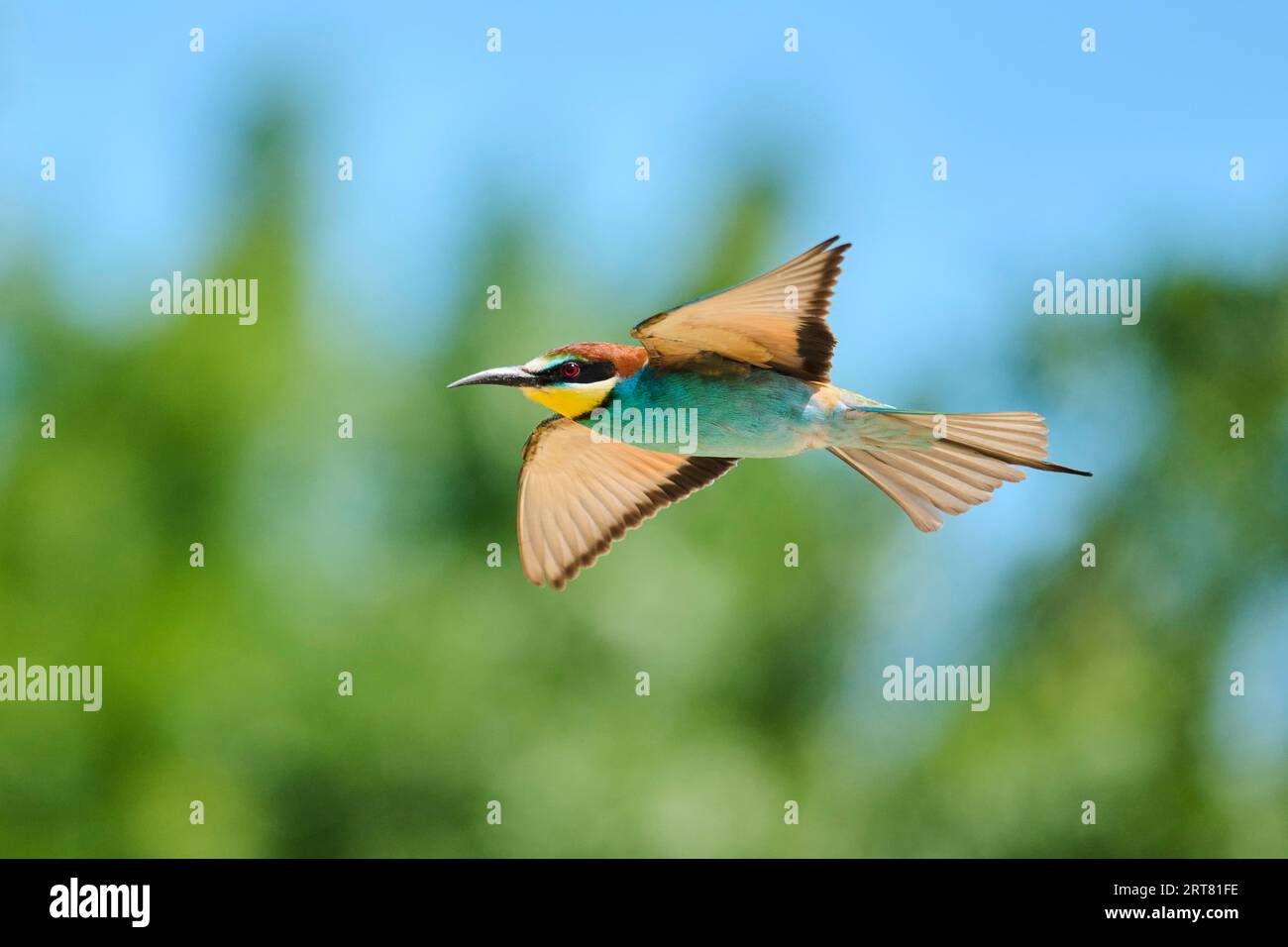 European bee-eaters (Merops apiaster) flying, Spain Stock Photo - Alamy