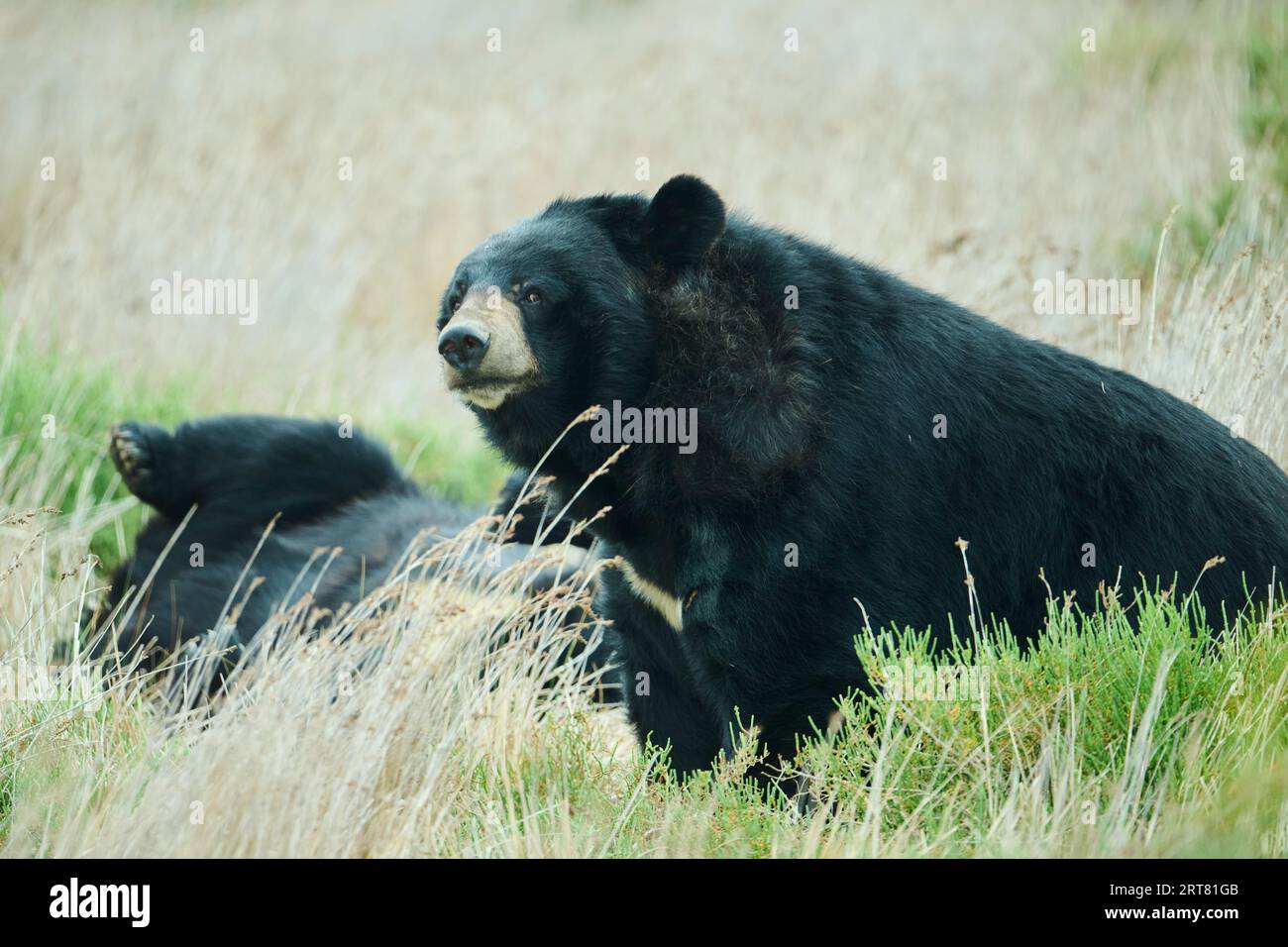 American black bear (Ursus americanus), captive, distribution North ...