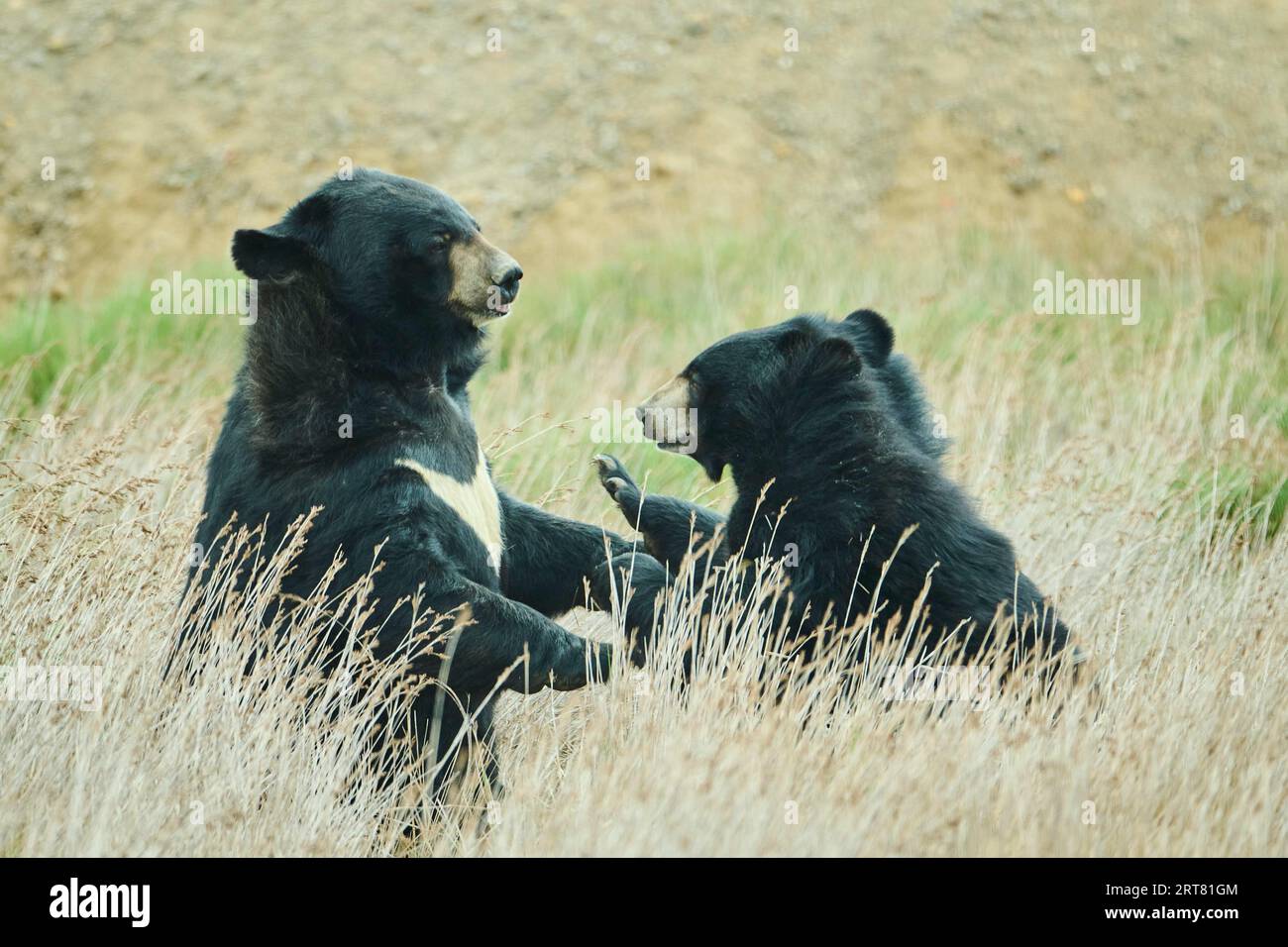 American black bear (Ursus americanus), captive, distribution North ...