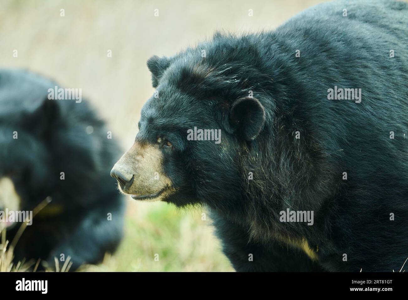 North america distribution hi-res stock photography and images - Alamy