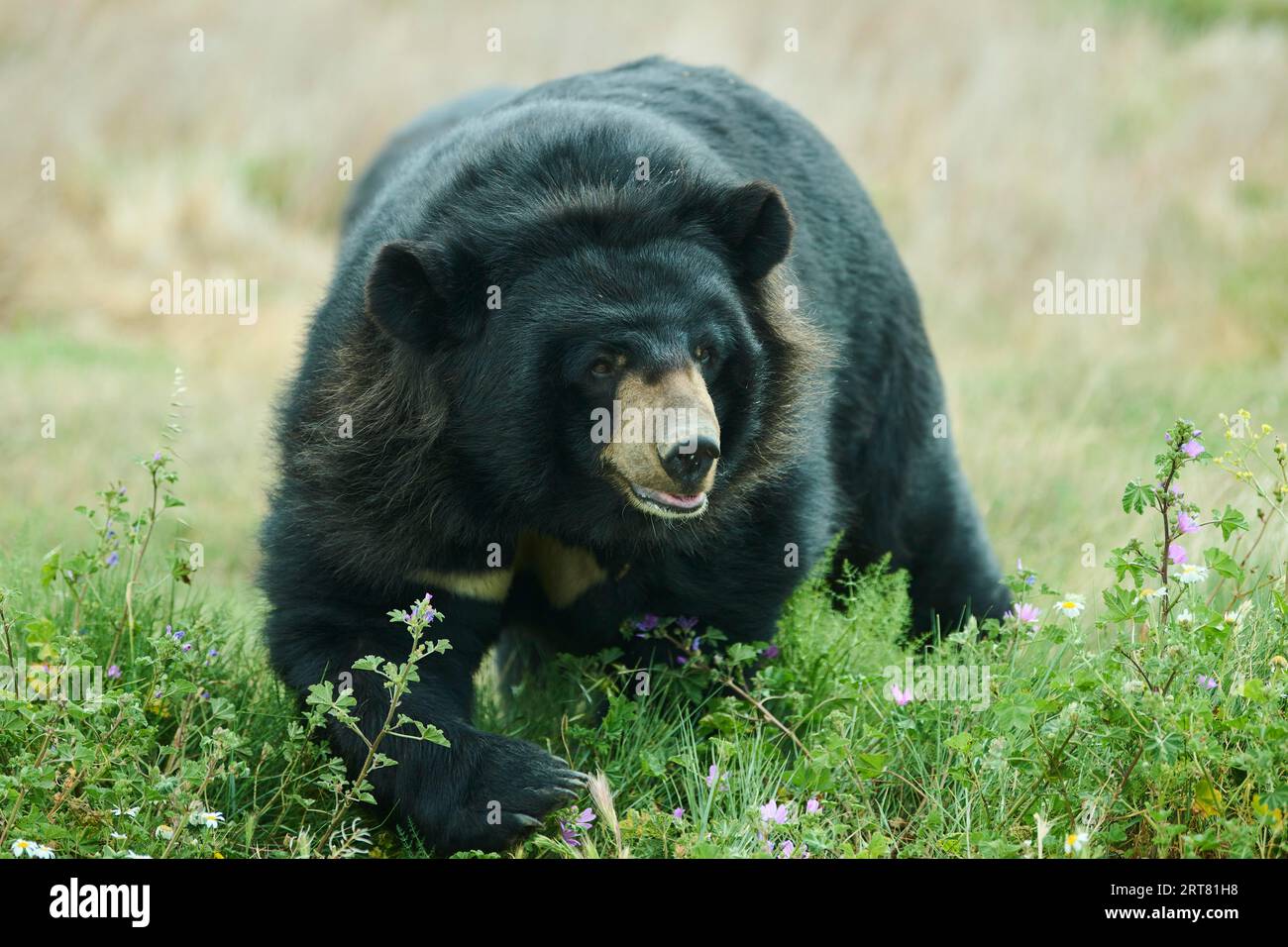 American black bear (Ursus americanus), captive, distribution North ...