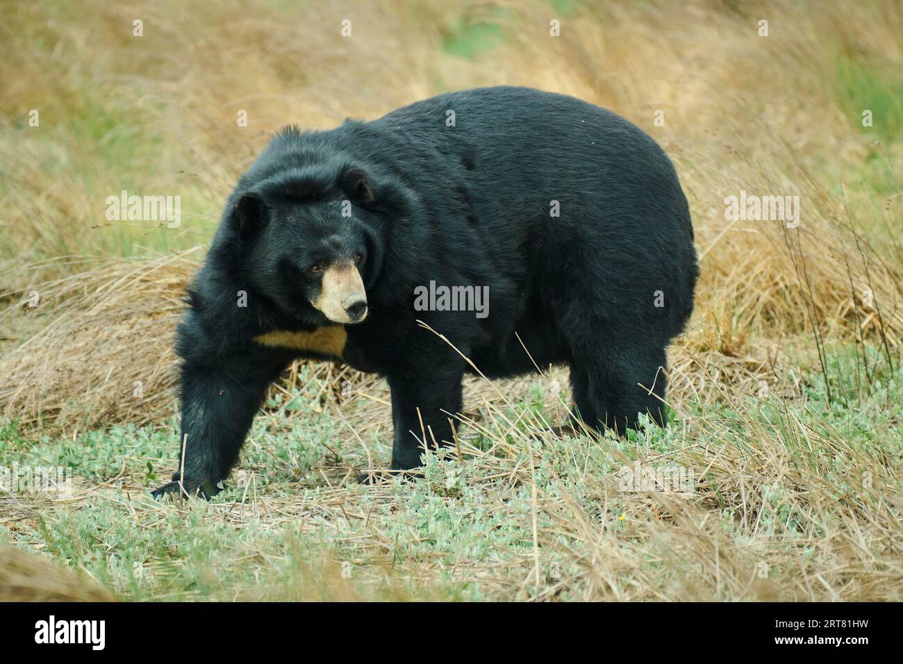 American black bear (Ursus americanus), captive, distribution North ...