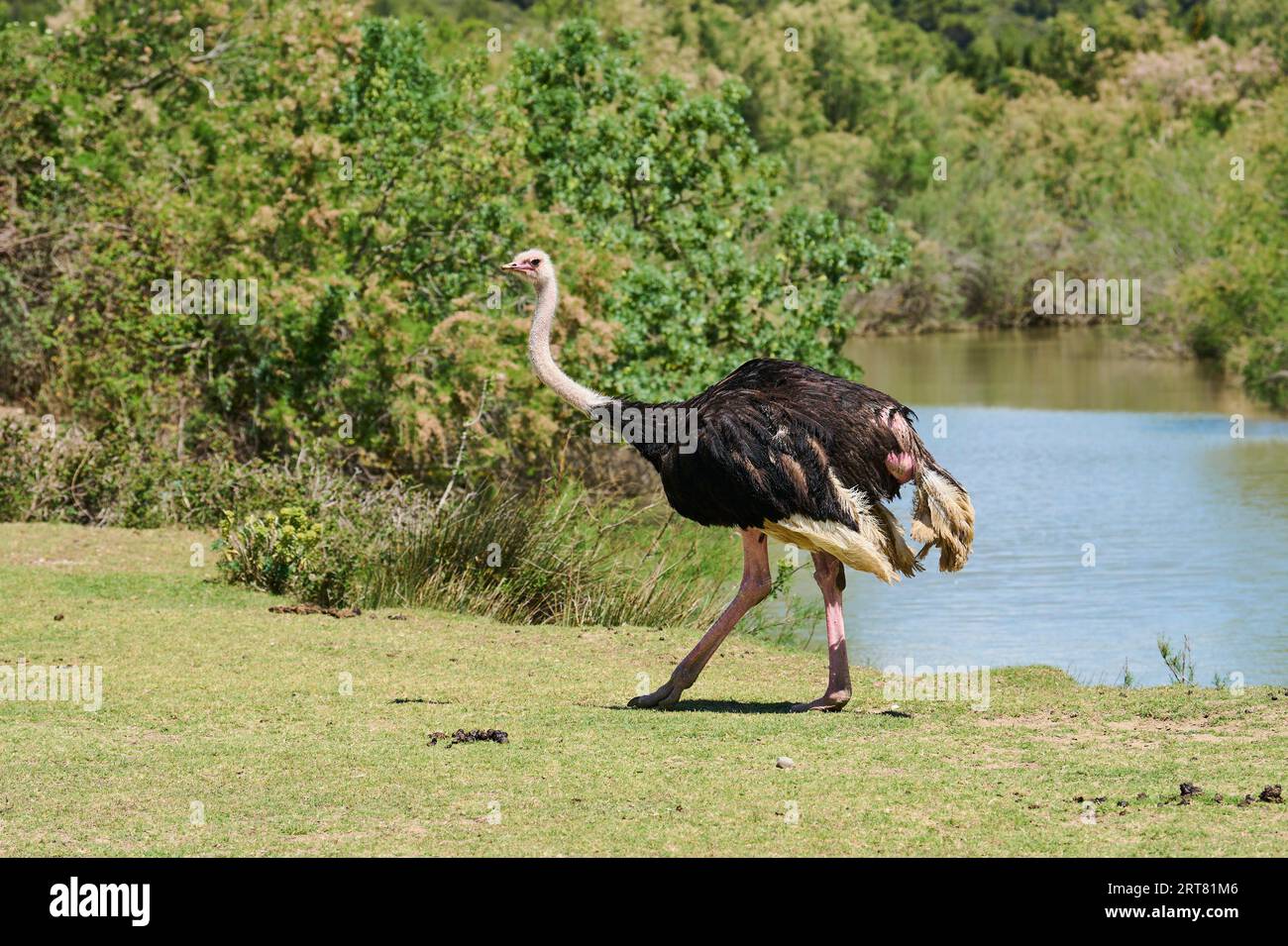 Common ostrich (Struthio camelus) male in the dessert, captive ...