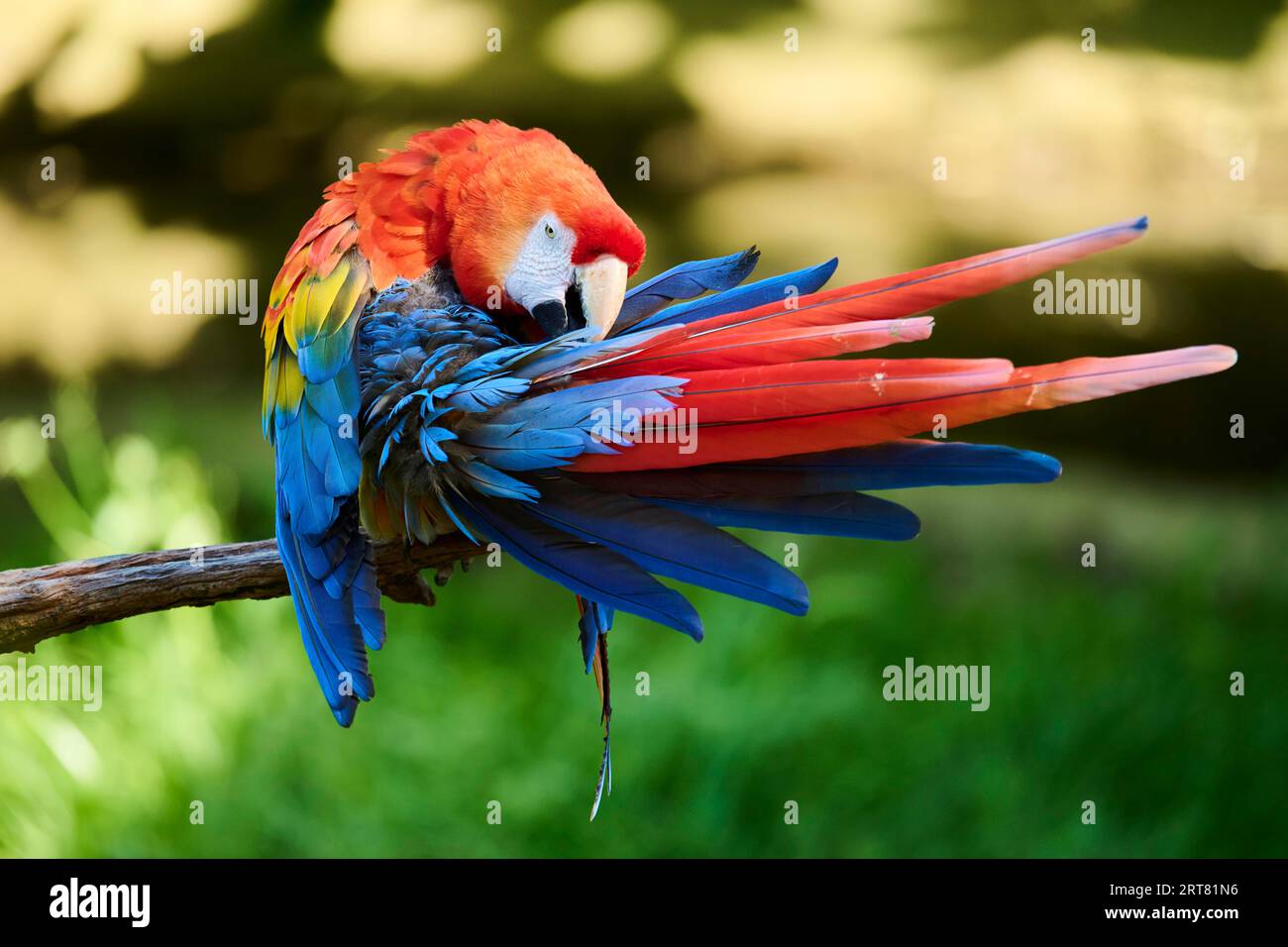 Scarlet macaw (Ara macao) sitting on a wood, captive, distribution ...