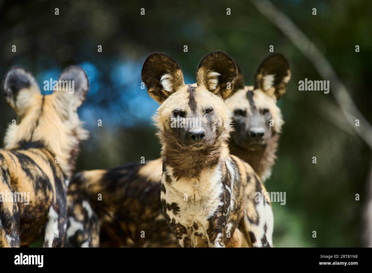 African wild dogs (Lycaon pictus), portrait, captive, distribution ...