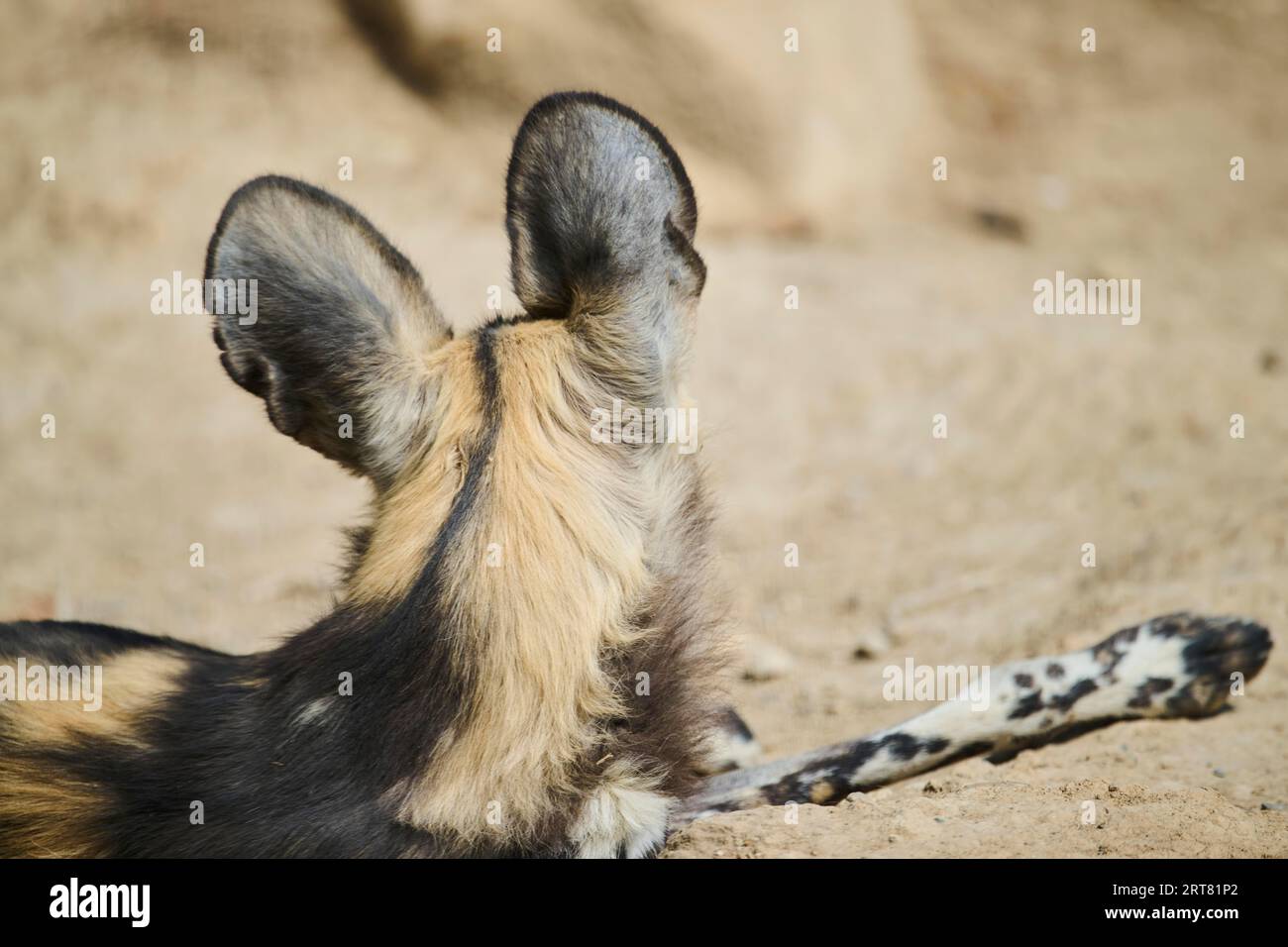 African wild dog (Lycaon pictus), backside, ears, captive, distribution ...