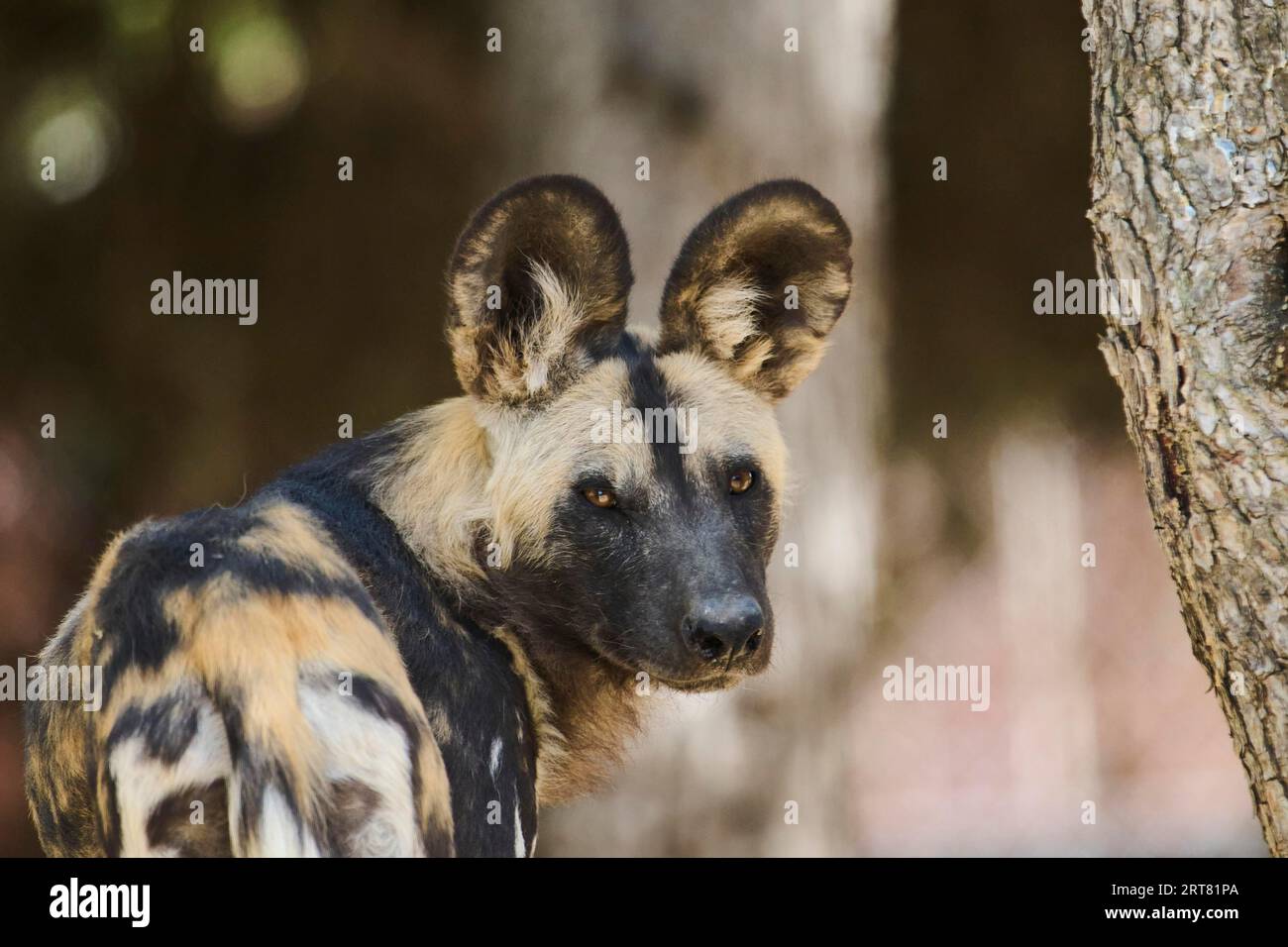 African wild dog (Lycaon pictus), portrait, captive, distribution ...