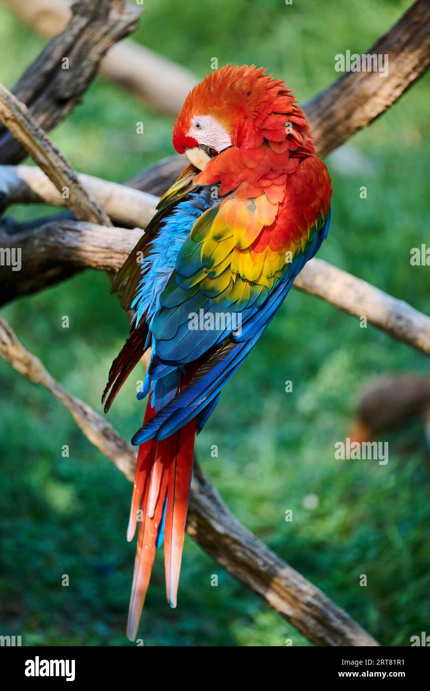 Scarlet macaw (Ara macao) sitting on a wood, captive, distribution ...