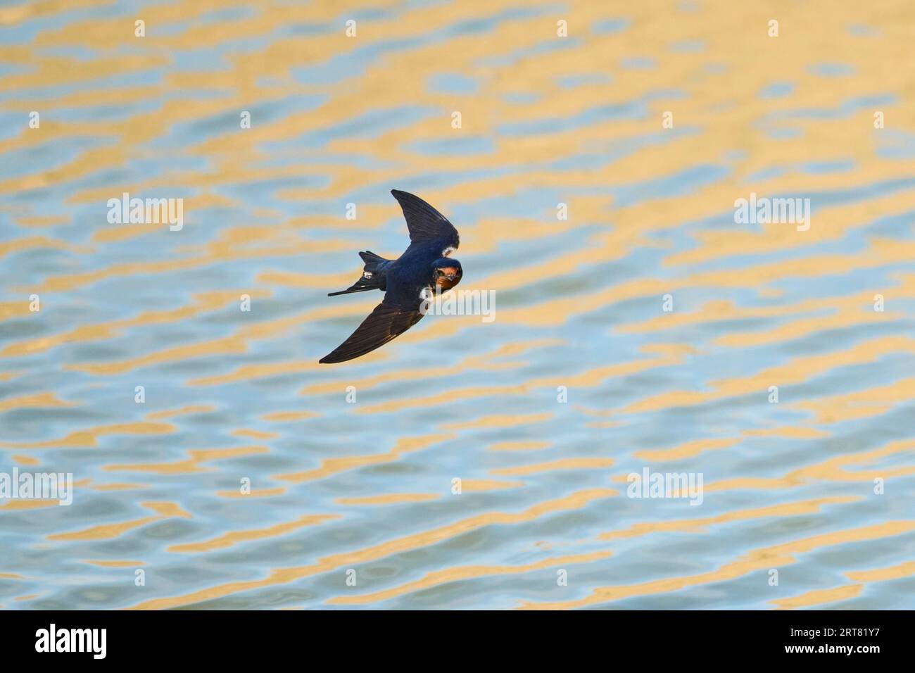 Swallow flying water hi-res stock photography and images - Alamy