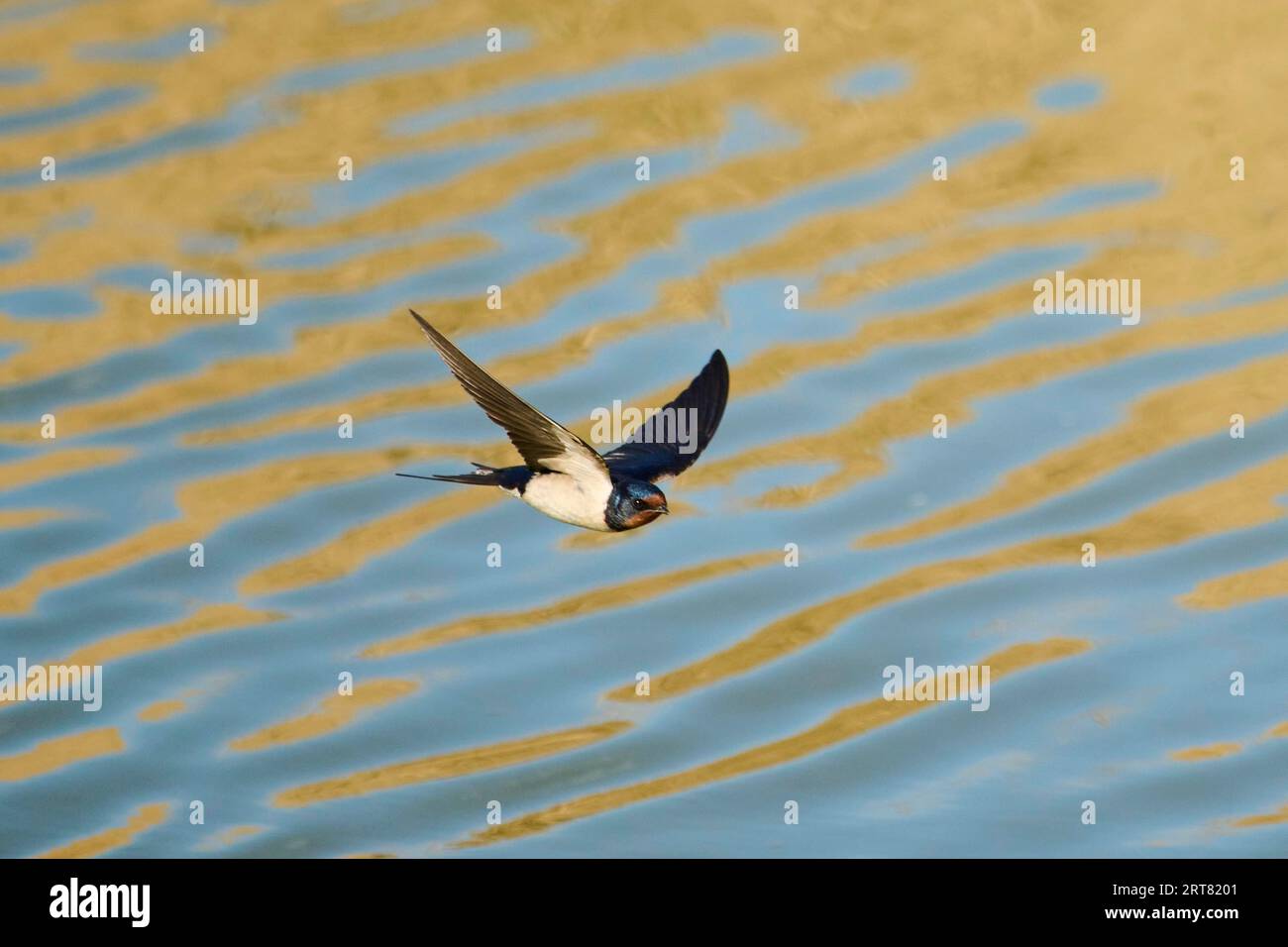 Swallow flying water hi-res stock photography and images - Alamy