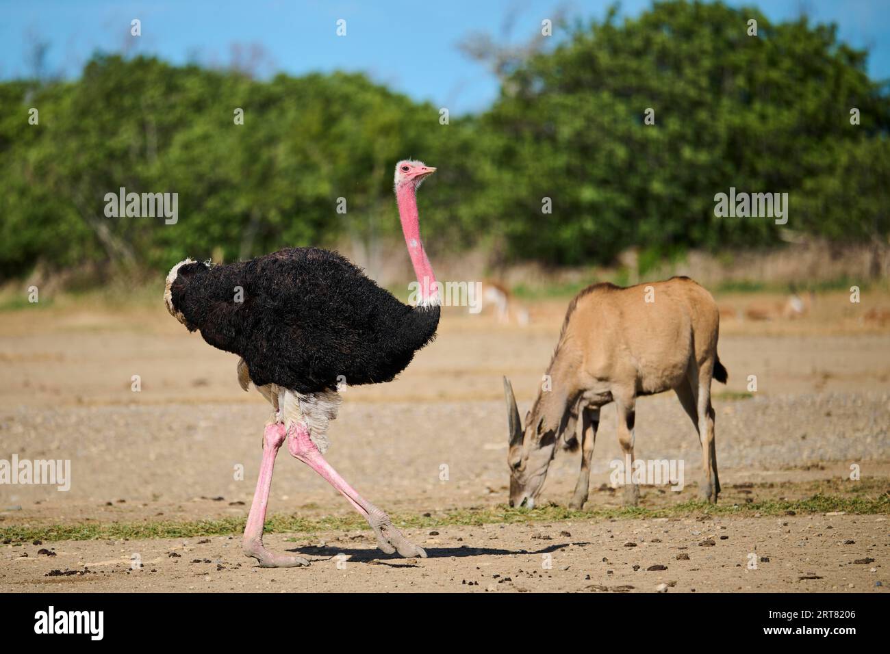 Common ostrich (Struthio camelus) male in the dessert, captive ...