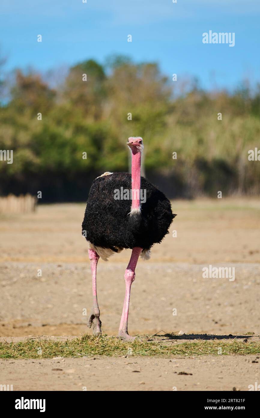 Common ostrich (Struthio camelus) male in the dessert, captive ...