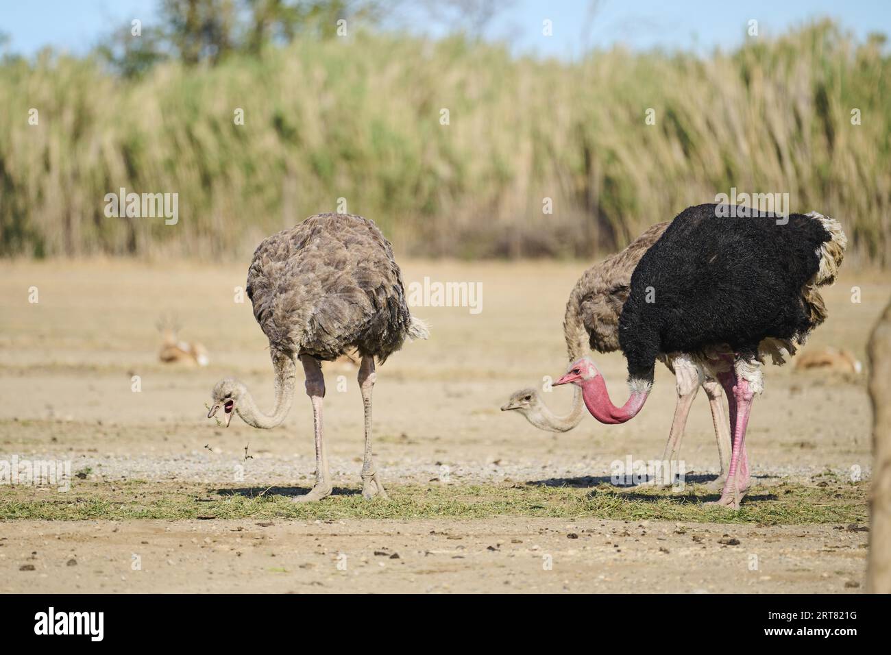 Common ostrich (Struthio camelus) male and female in the dessert ...