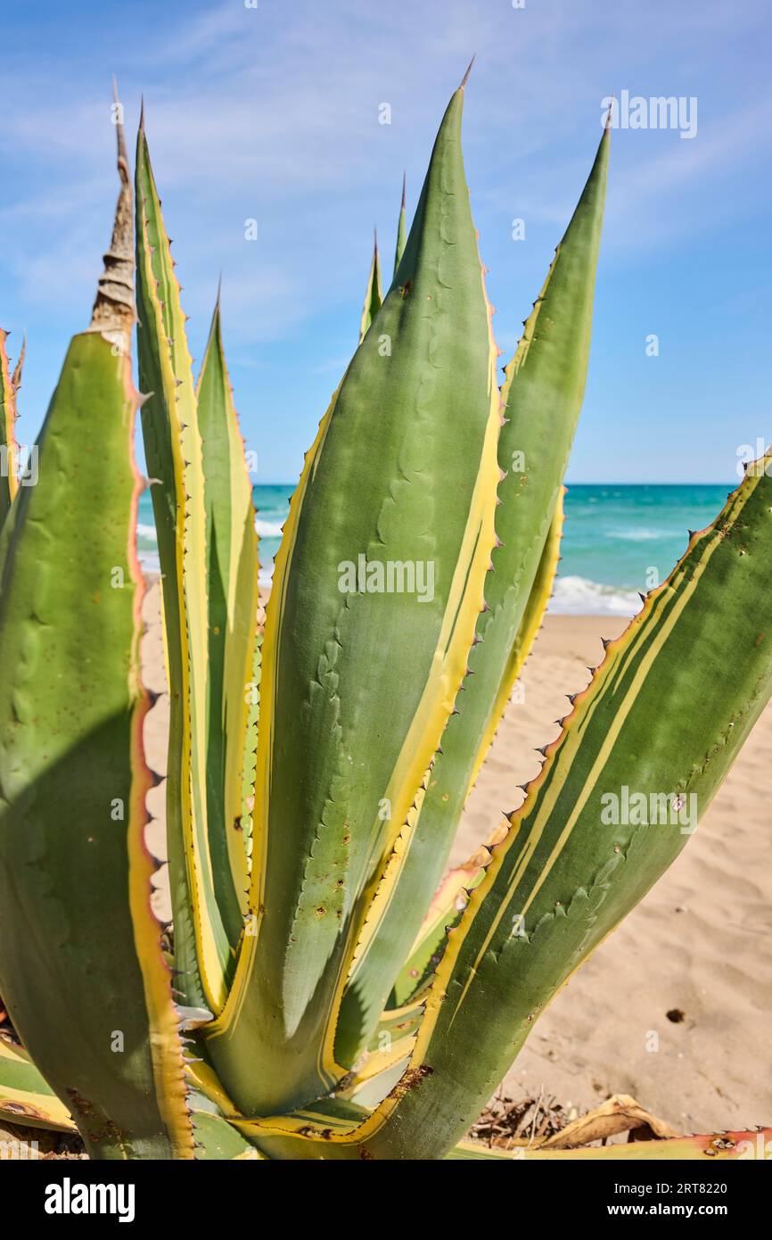 Century plant (Agave americana variegata) growing on a beach near ...