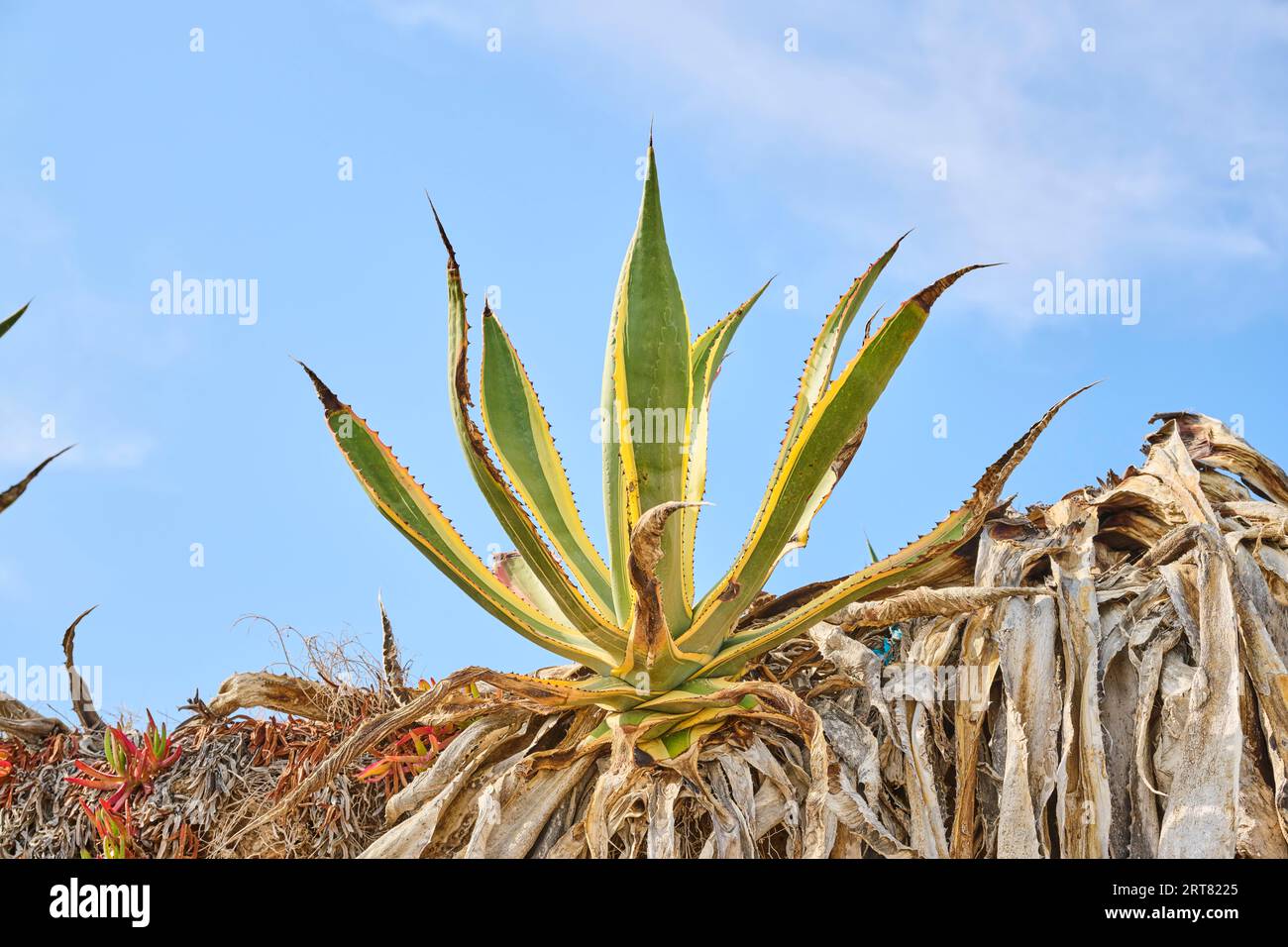 Century plant (Agave americana variegata) growing on a beach near ...