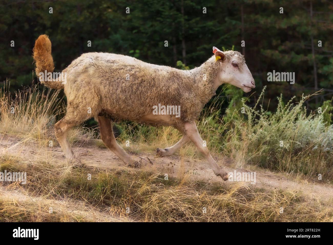 Sheep full of sticky buds running down the hill in the forest Stock ...