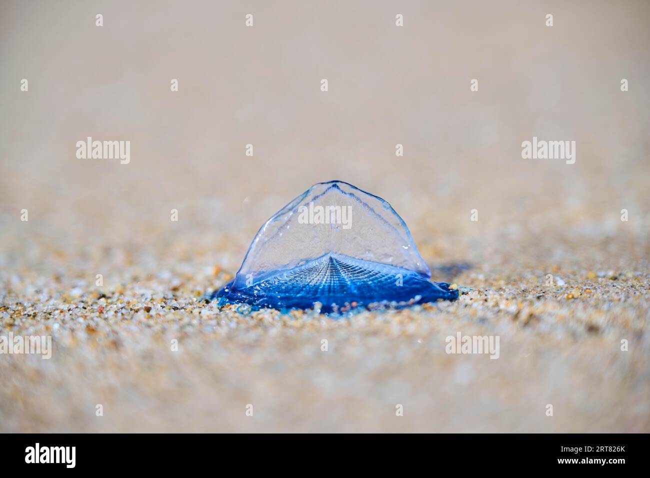 Sea (Velella velella) raft jellyfish lying on the sand on a beach, near ...