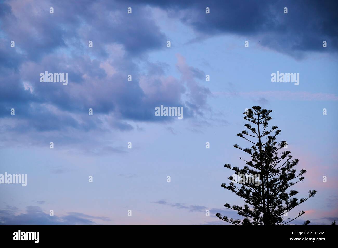 Monkey puzzle tree (Araucaria araucana) in front of colored clouds ...