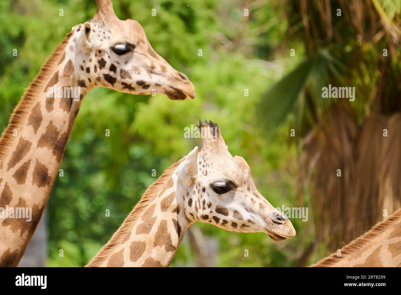 Reticulated (Giraffa camelopardalis reticulata) giraffes, portrait, captive, distribution Africa ...
