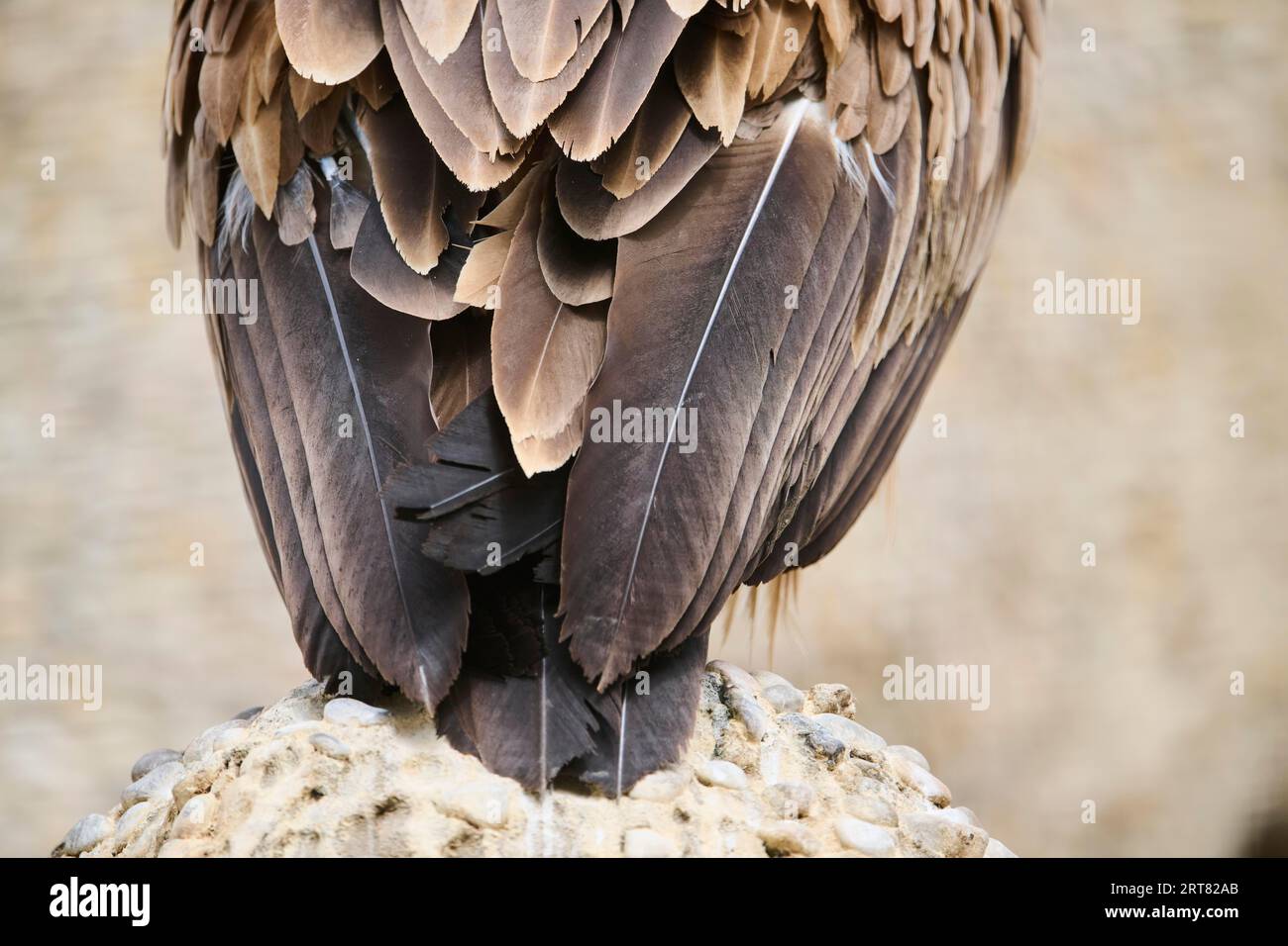 Tail detail hi-res stock photography and images - Alamy
