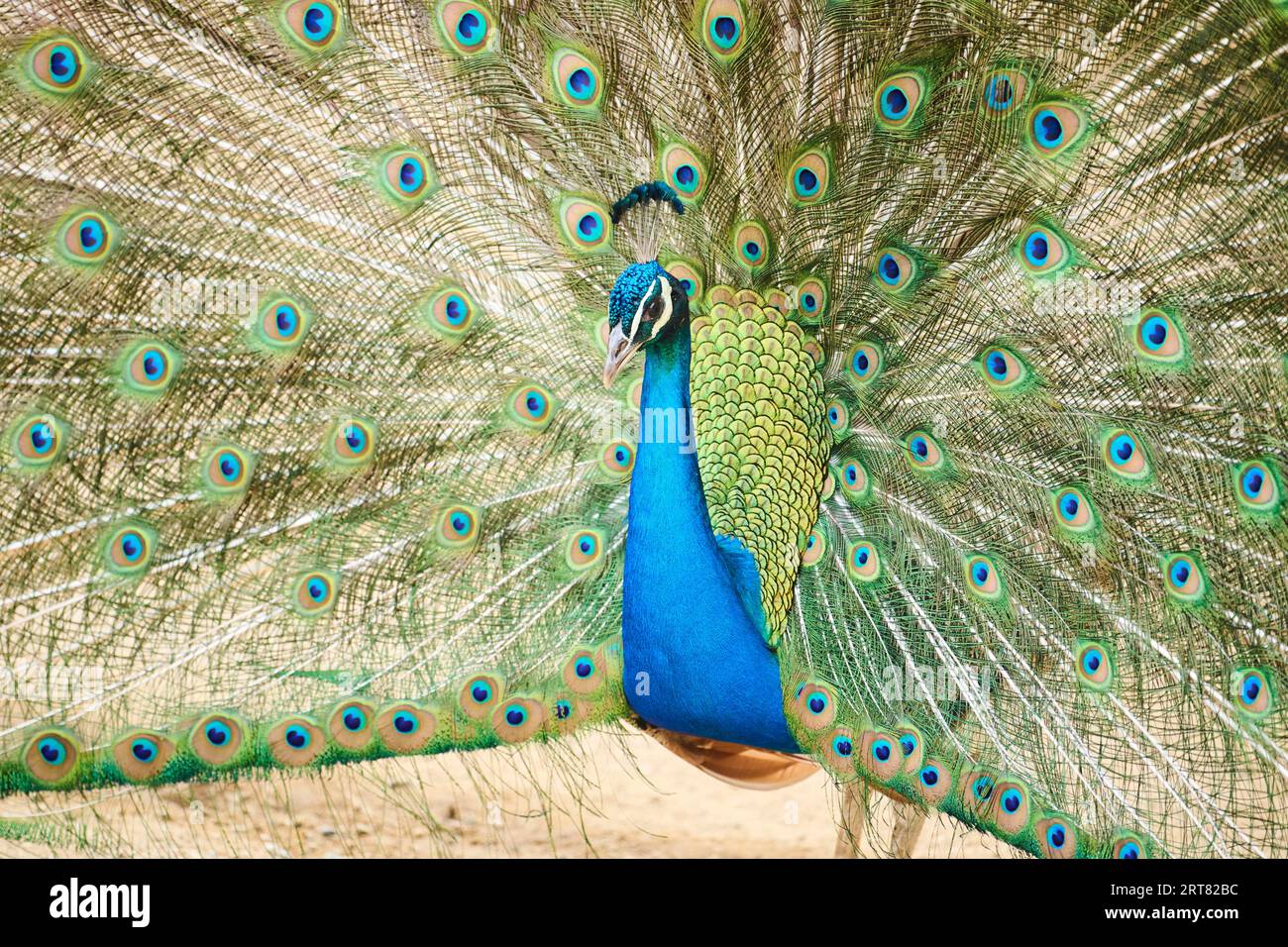 Bird spread tail hi-res stock photography and images - Alamy