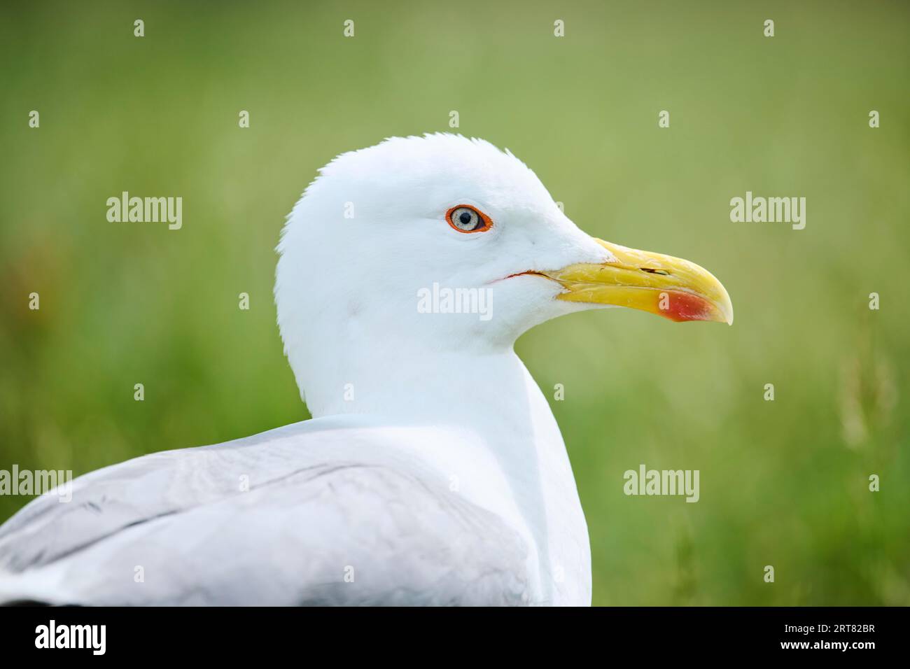 Yellow-legged gull (Larus michahellis), wildlife, portrait, France ...
