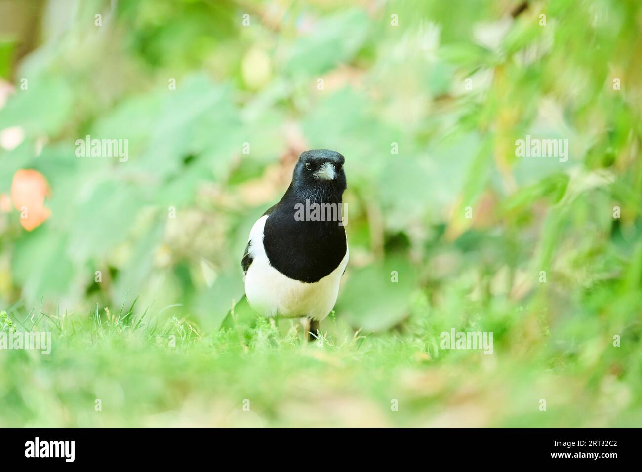 Common magpie (Pica pica), standing on a meadow, wildlife, France Stock ...