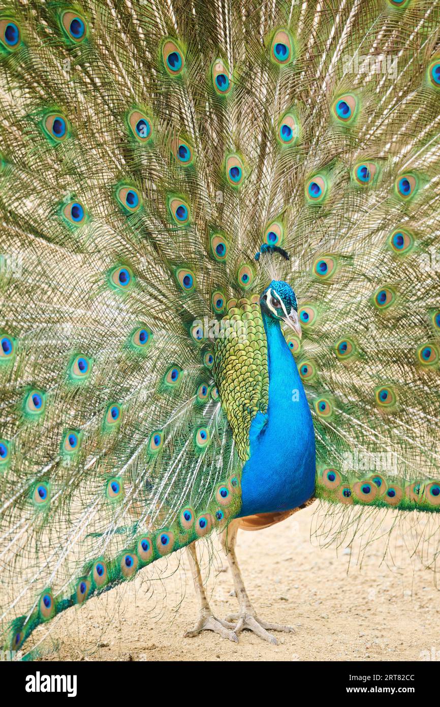 Indian peafowl (Pavo cristatus) spread one's tail (feathers) on the ...