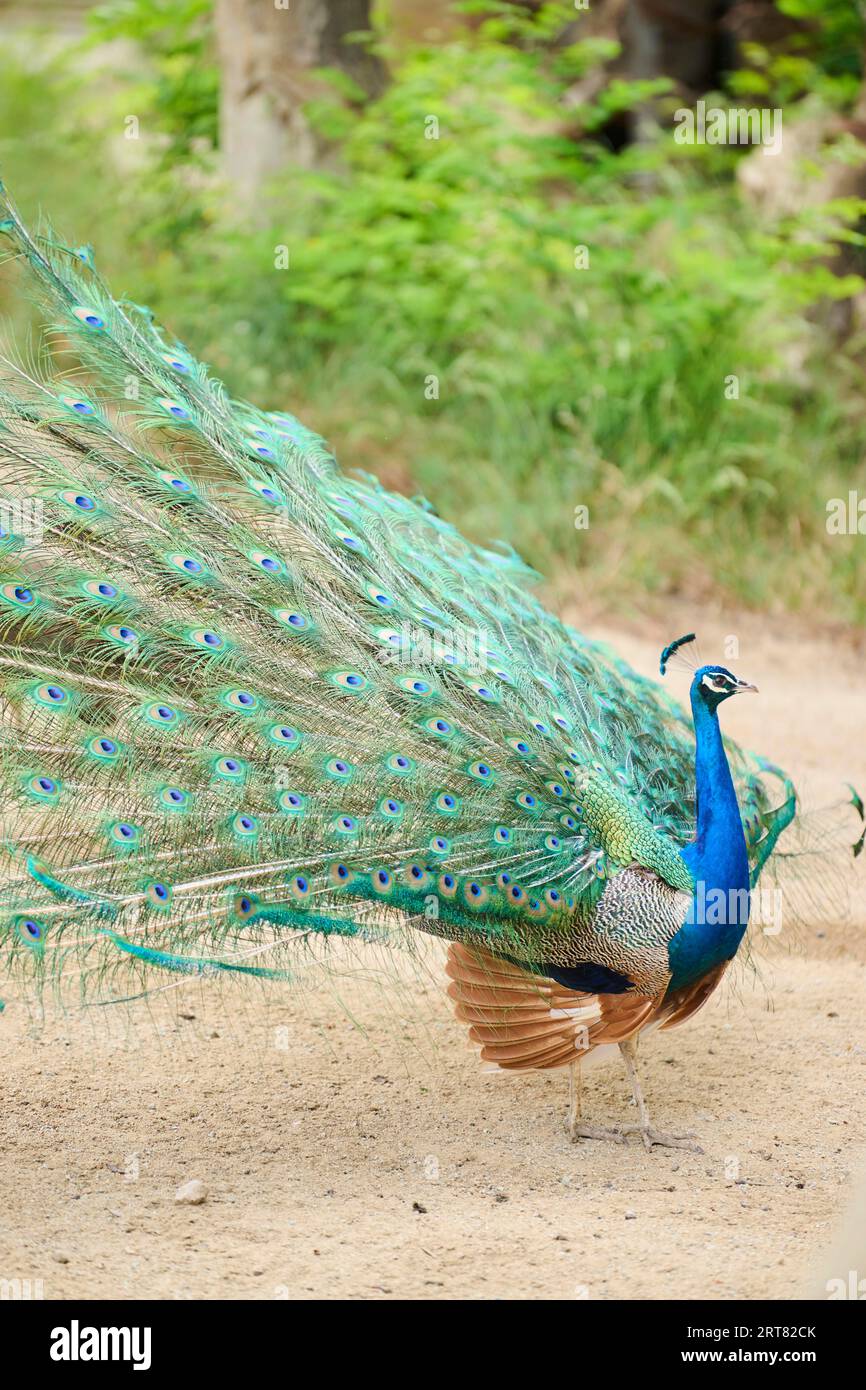 Indian peafowl (Pavo cristatus) spread one's tail (feathers) on the ...