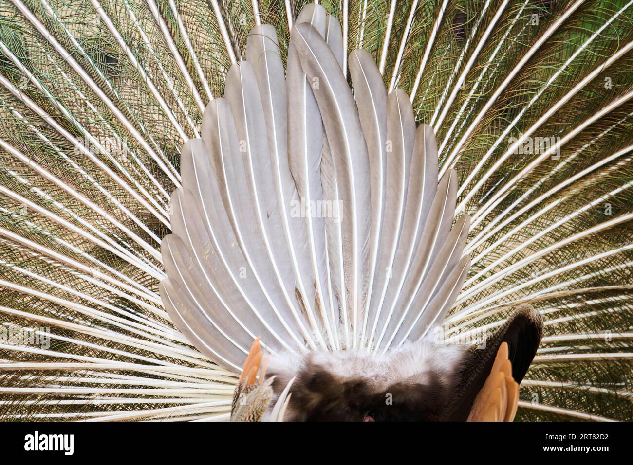 Indian peafowl (Pavo cristatus) spread one's tail (feathers) on the ...