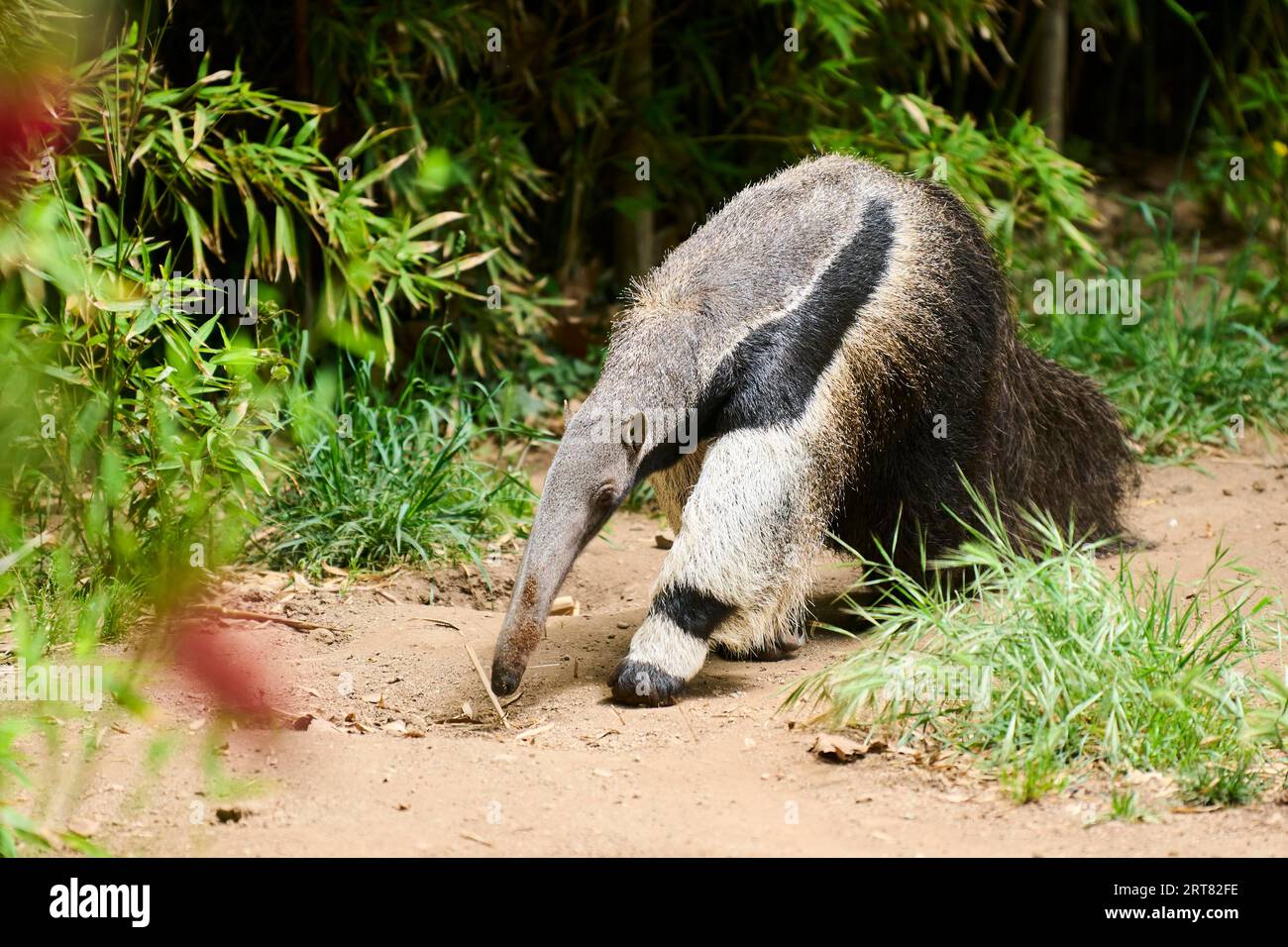 South american distribution hi-res stock photography and images - Alamy