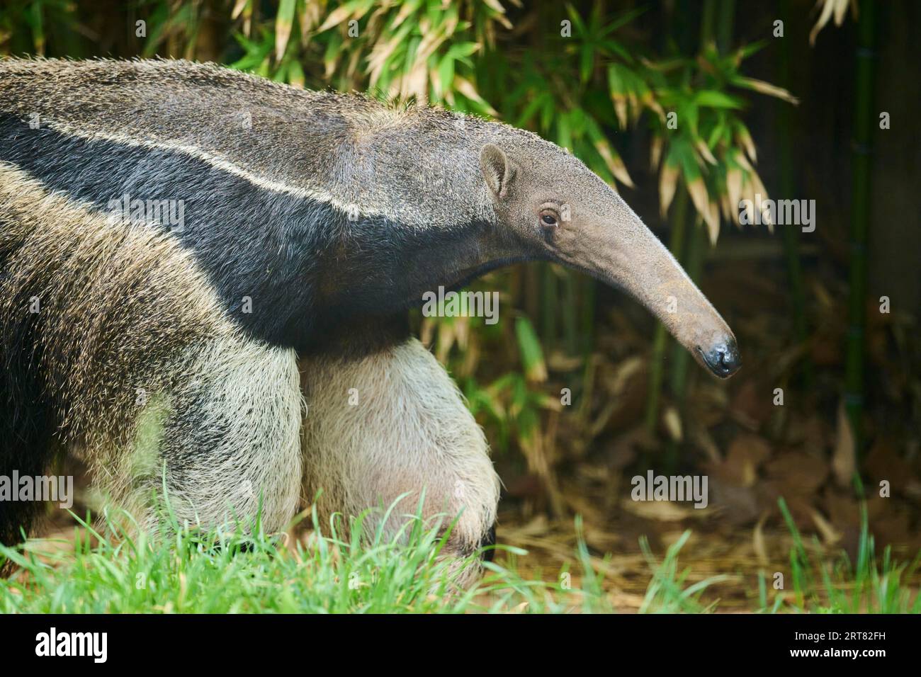 Giant anteater (Myrmecophaga tridactyla), captive, distribution South ...